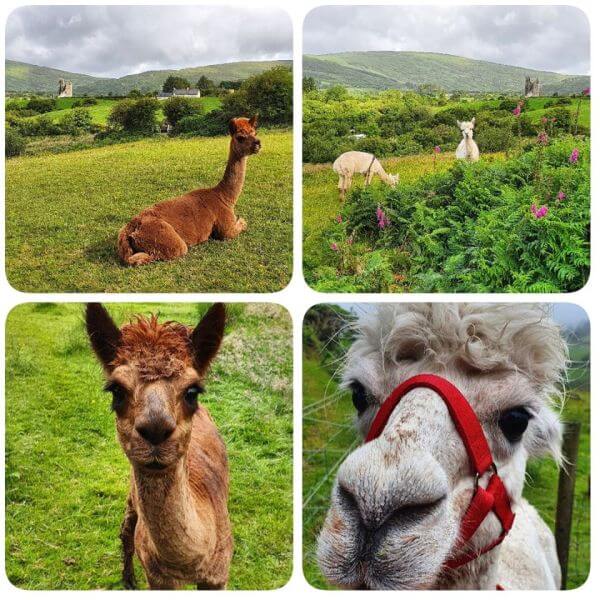 Weekend w Waterfall Alpaca Farm – Dublinia pisze